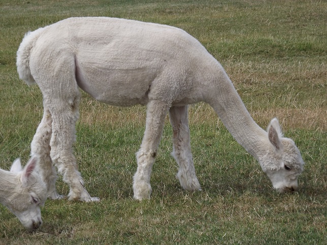 Ruby Tuesday (solid white) - Honeyfield Alpacas